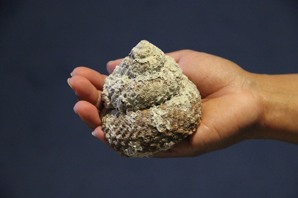 Muscheln sammeln in Neuseeland - Tipps vom Experten